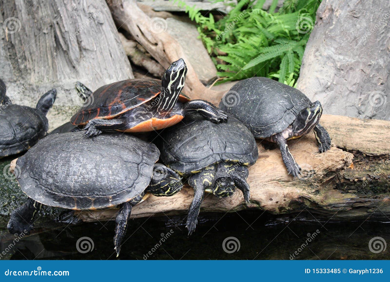 A family of turtles stock image. Image of plants, water - 15333485