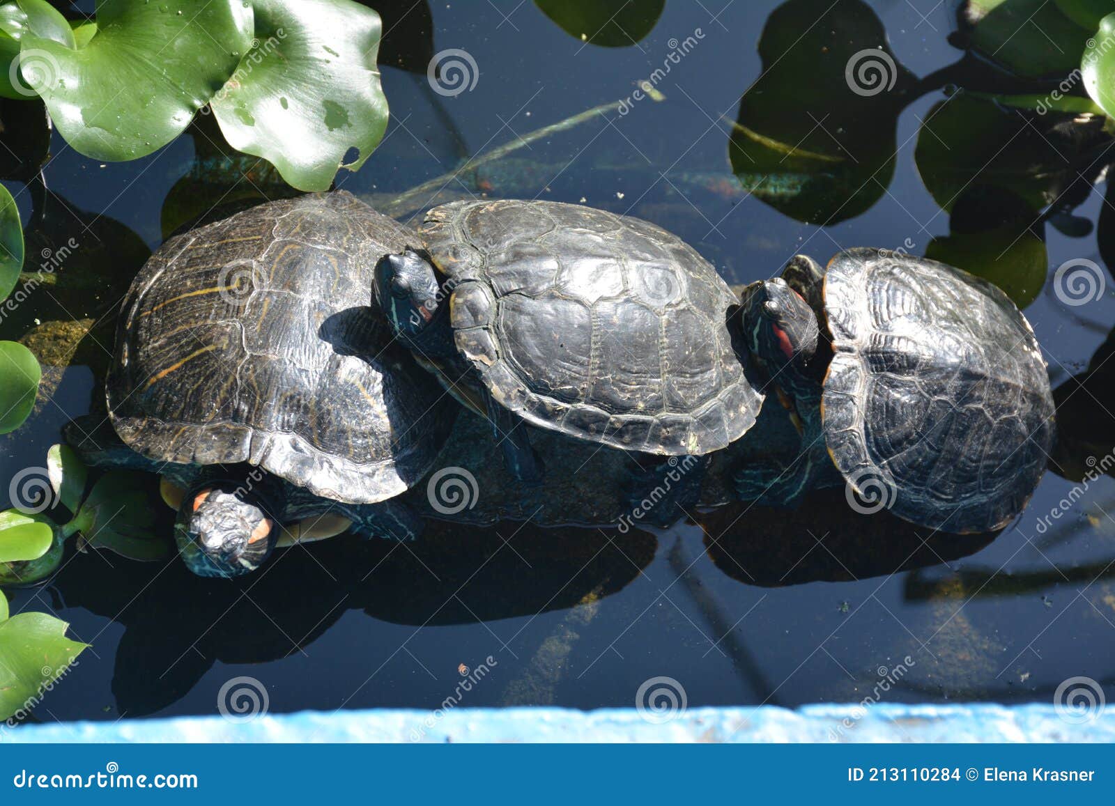 A Family of Turtles Basking in the Sun Stock Photo - Image of basking ...
