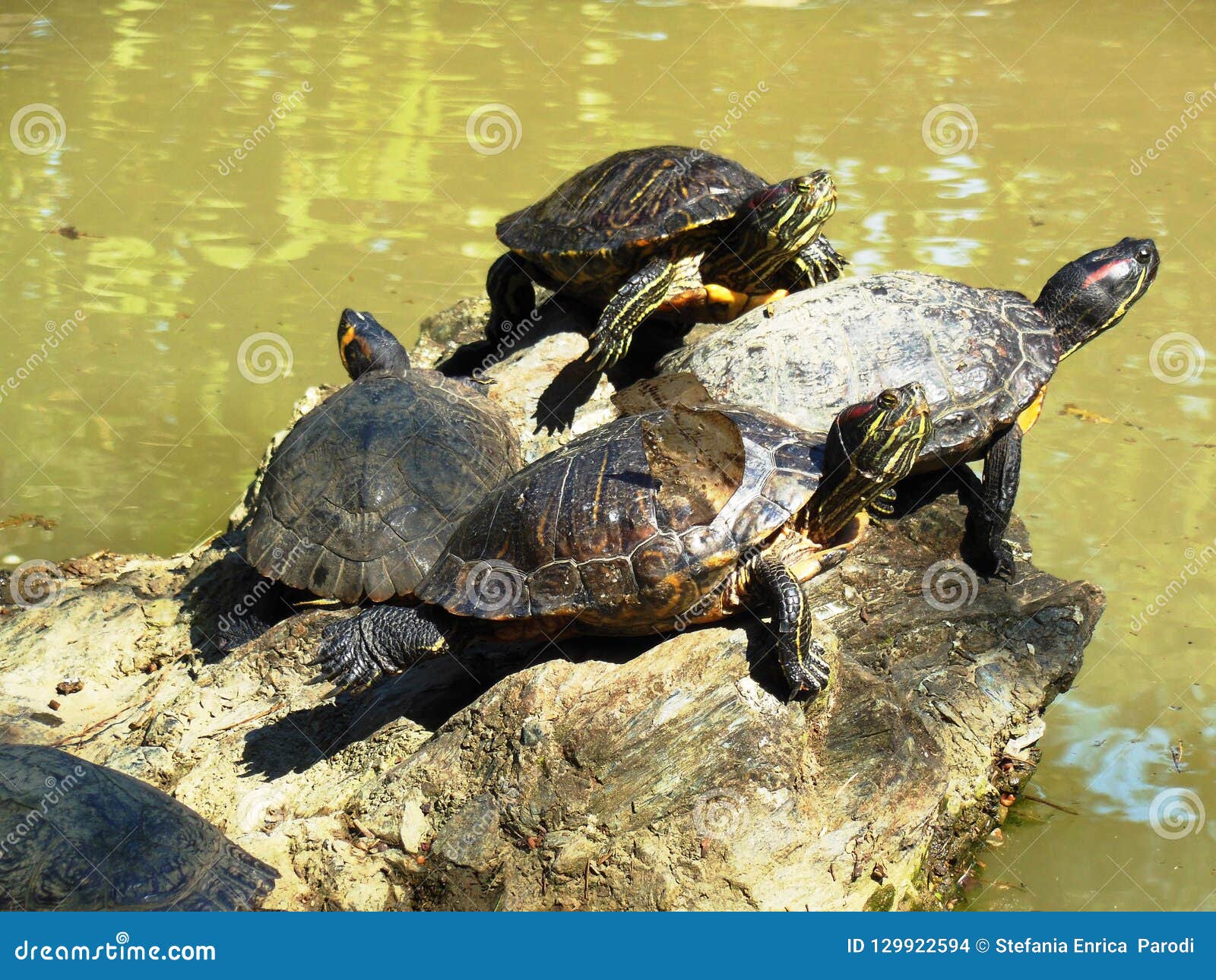 Family of turtles stock photo. Image of rocks, family - 129922594