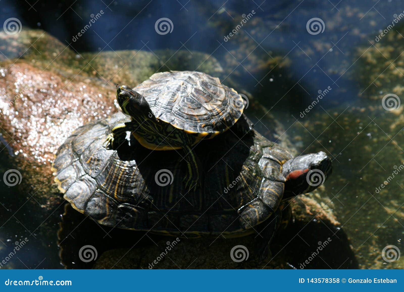 Family Of Turtles Taking A Bath Stock Photography | CartoonDealer.com ...