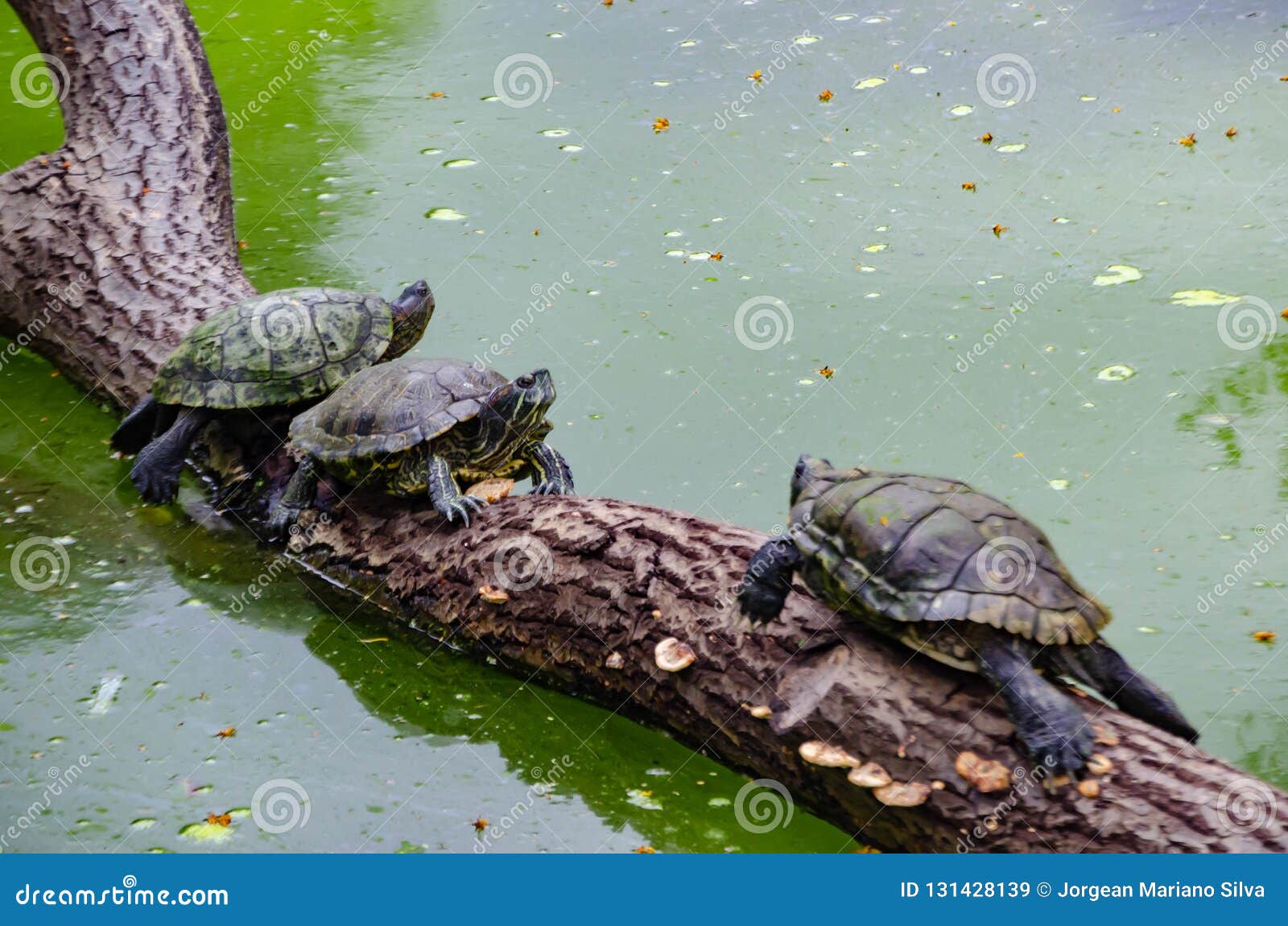 Family Of Turtles Taking A Bath Stock Photography | CartoonDealer.com ...