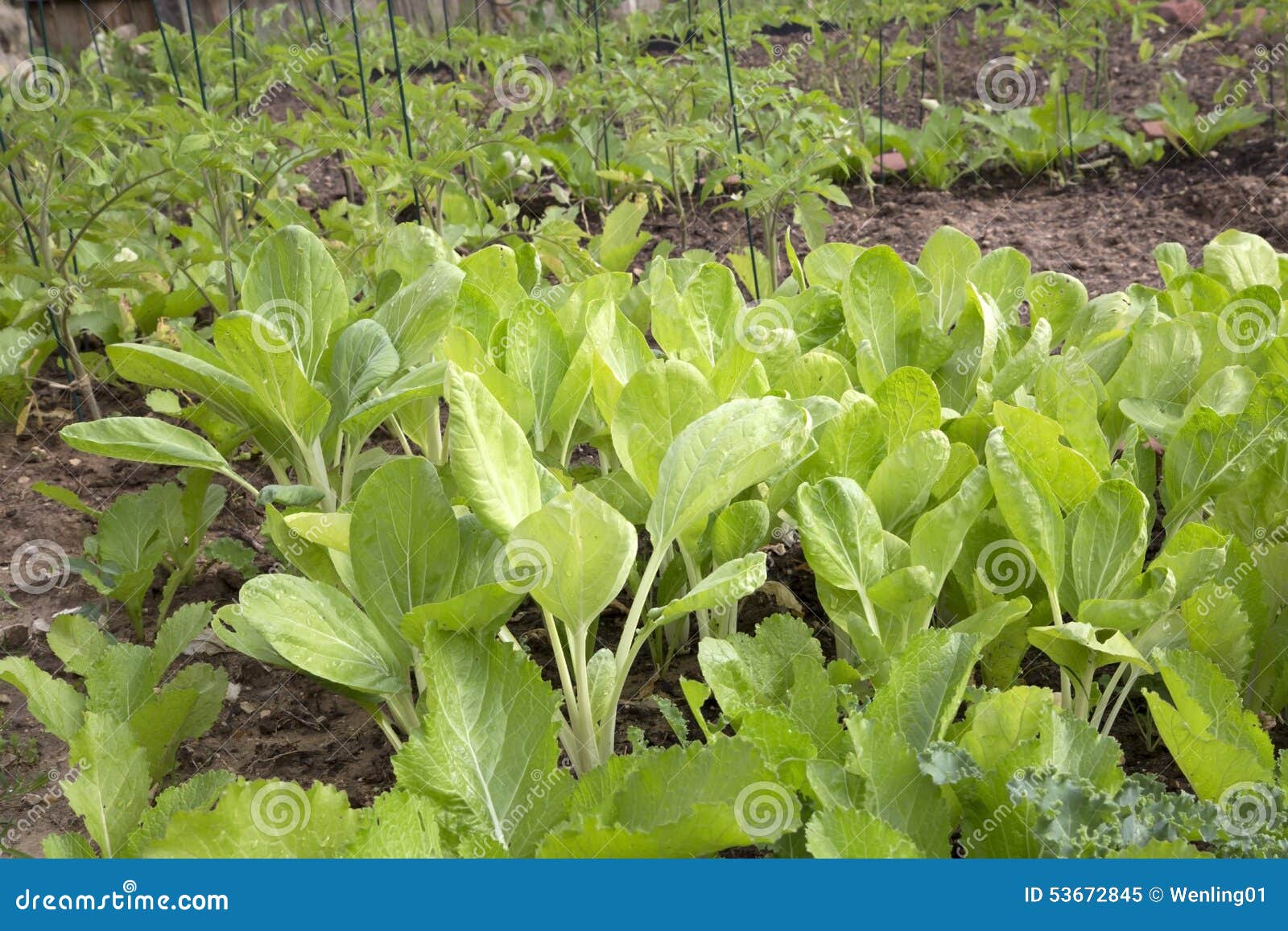 Family Vegetable Field Background Stock Image - Image of field, growing ...