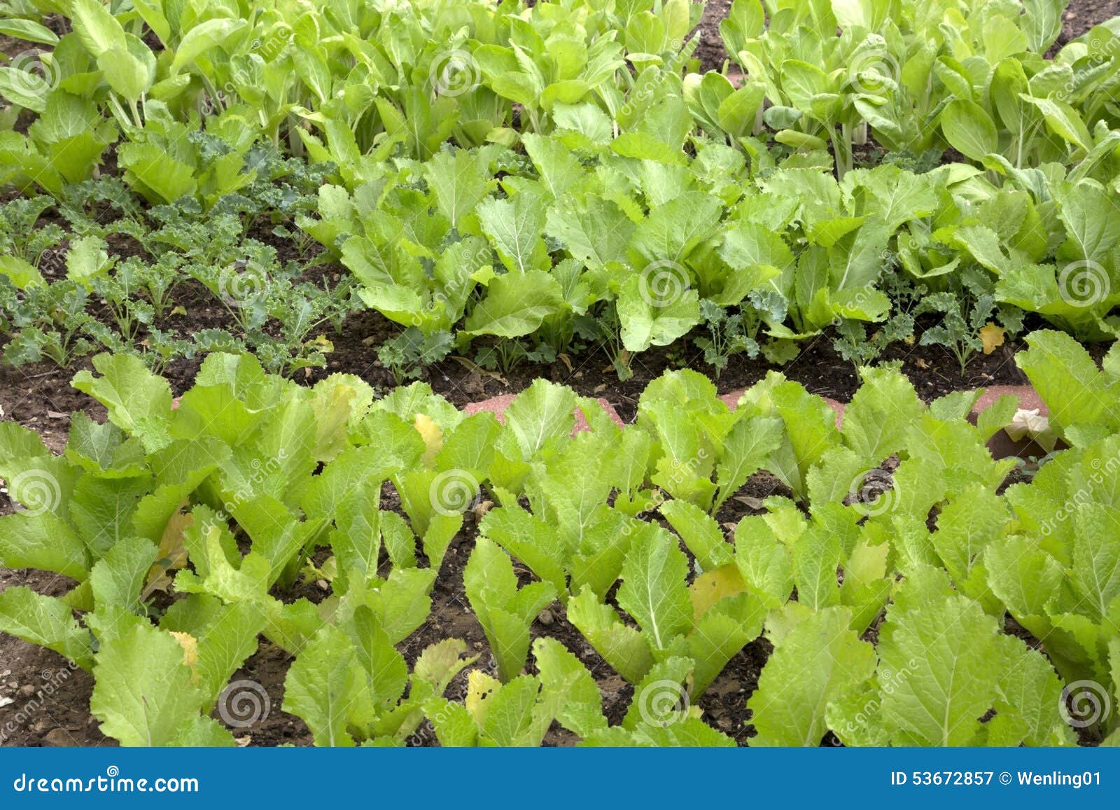 Family vegetable field stock image. Image of healthy - 53672857