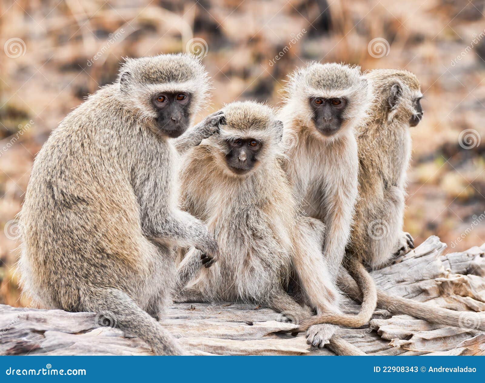 Family of Vervet Monkeys stock image. Image of omnivore - 22908343