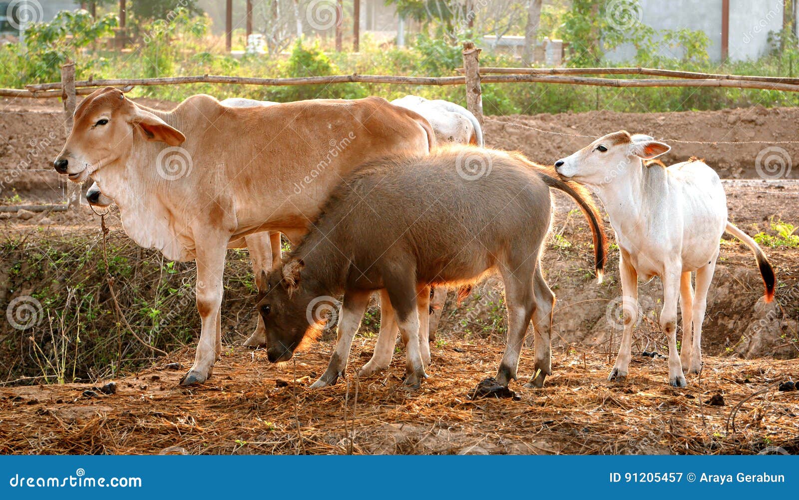 Family of Water Buffalo and Cows Stock Image - Image of bull, mammal ...