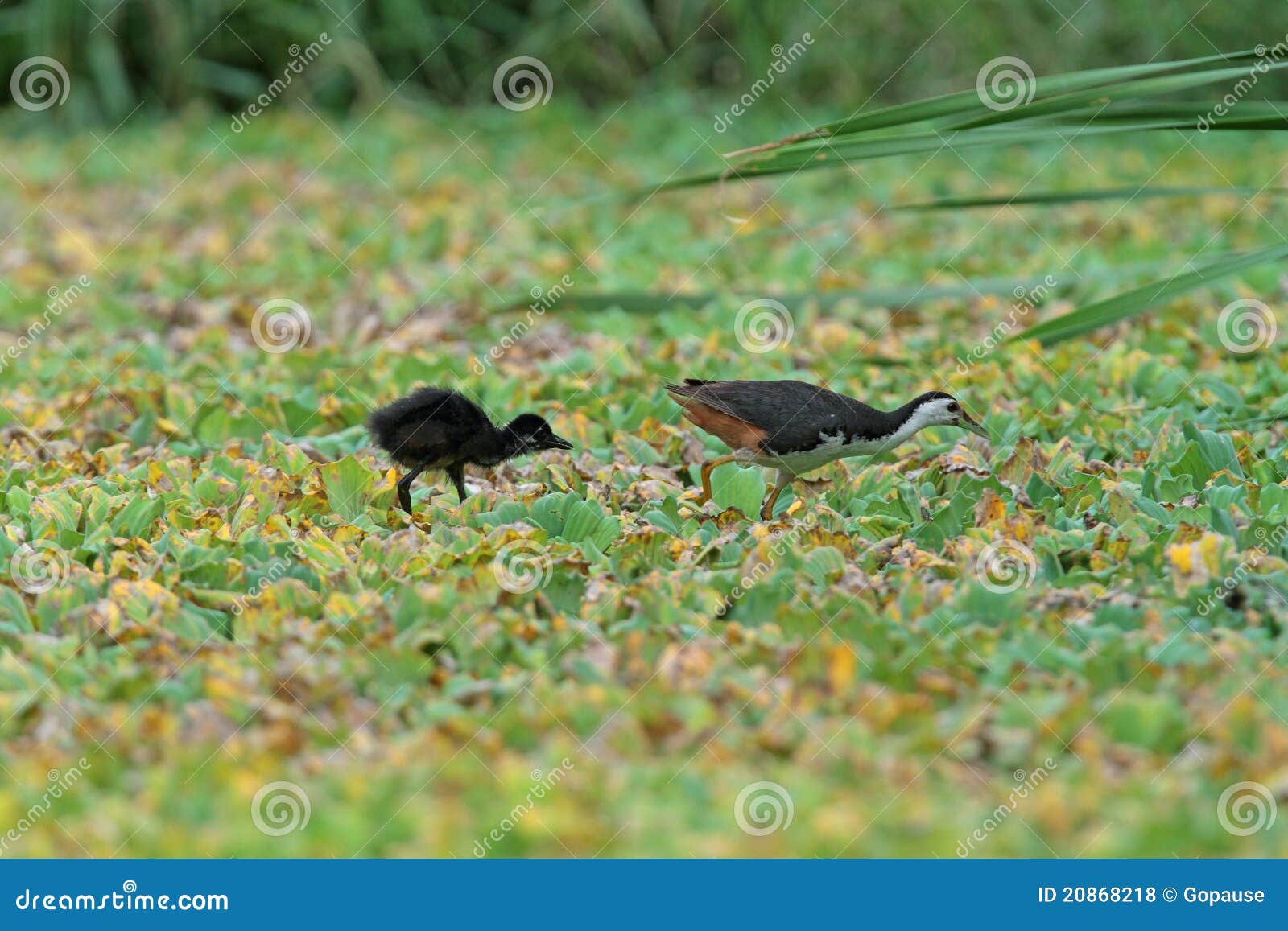 Family of White-breasted Waterhen Stock Photo - Image of bird, nectar ...