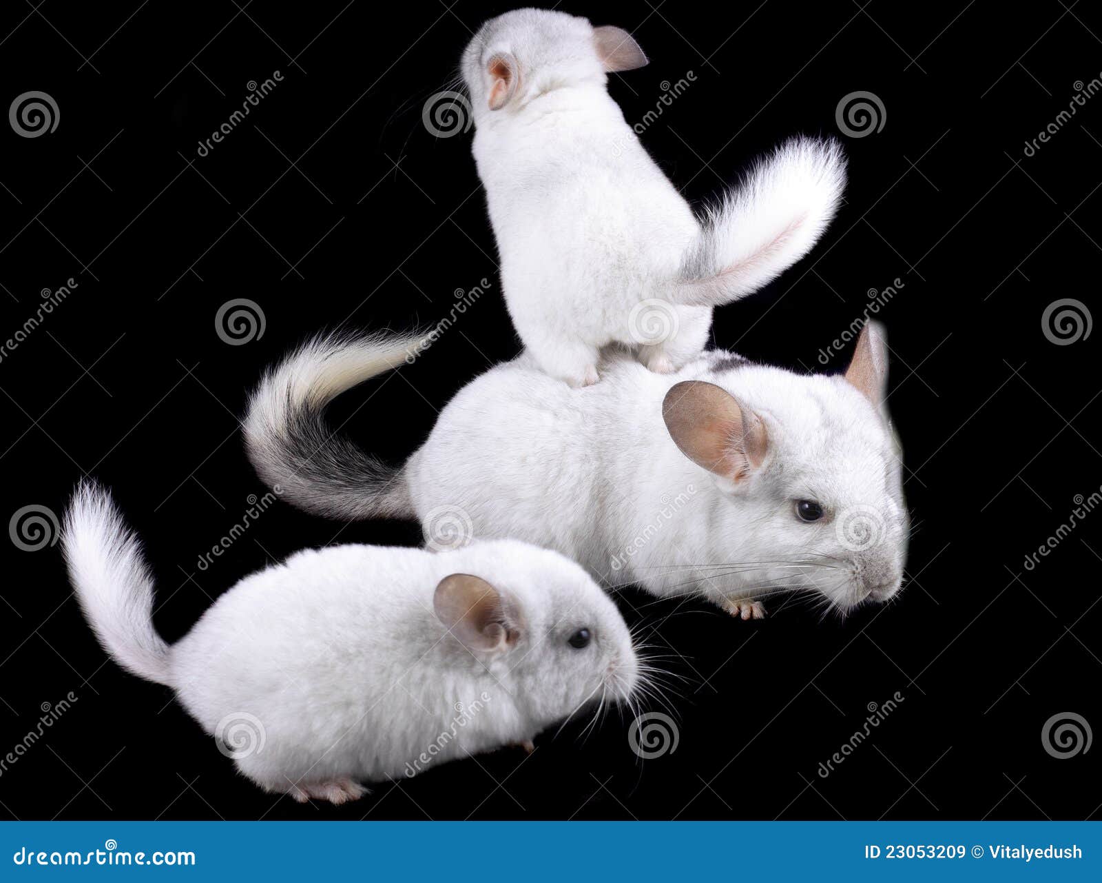 Family of White Ebonite Chinchilla on Black Stock Image - Image of ...