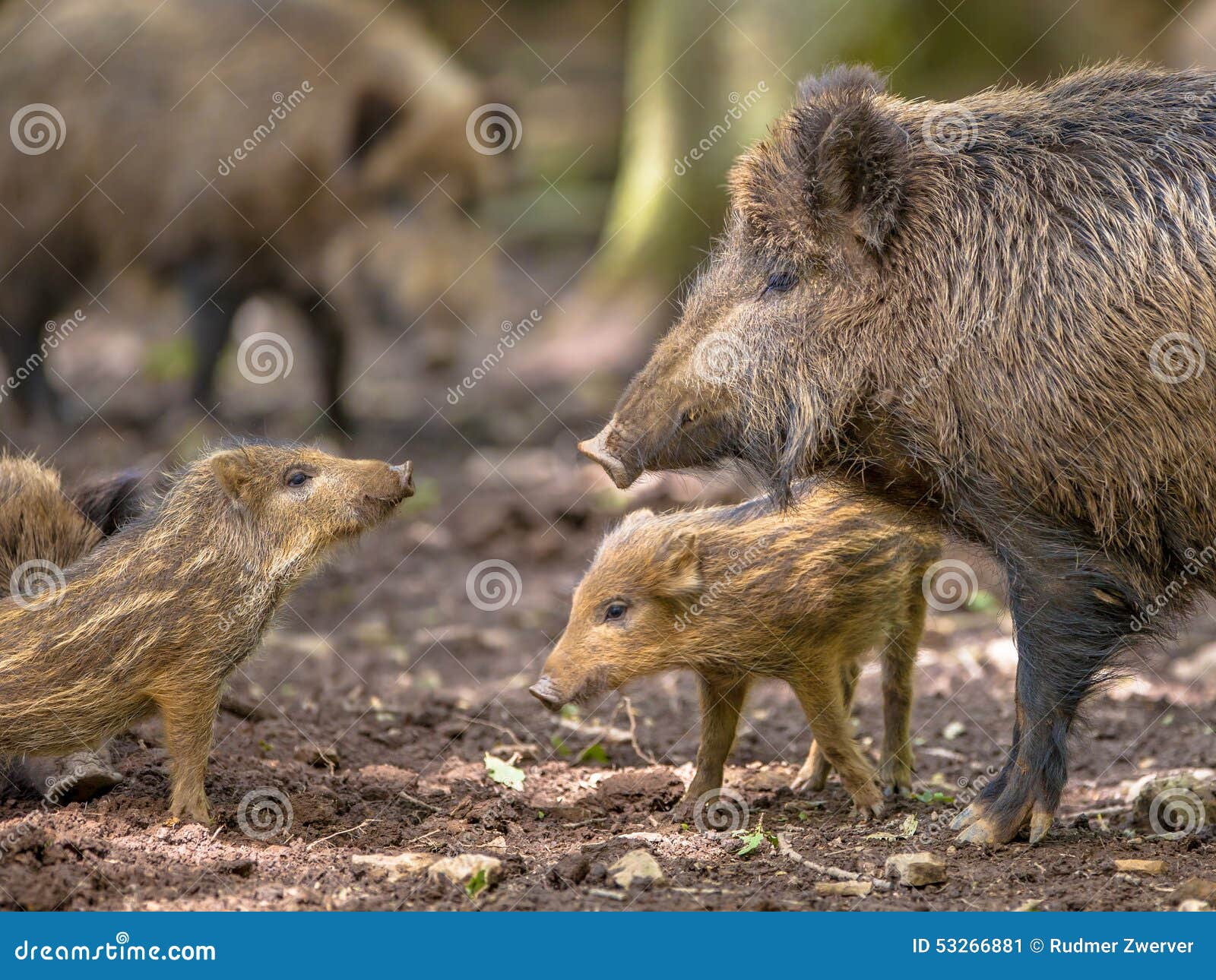 Family Wild Boar stock image. Image of forest, grass - 53266881