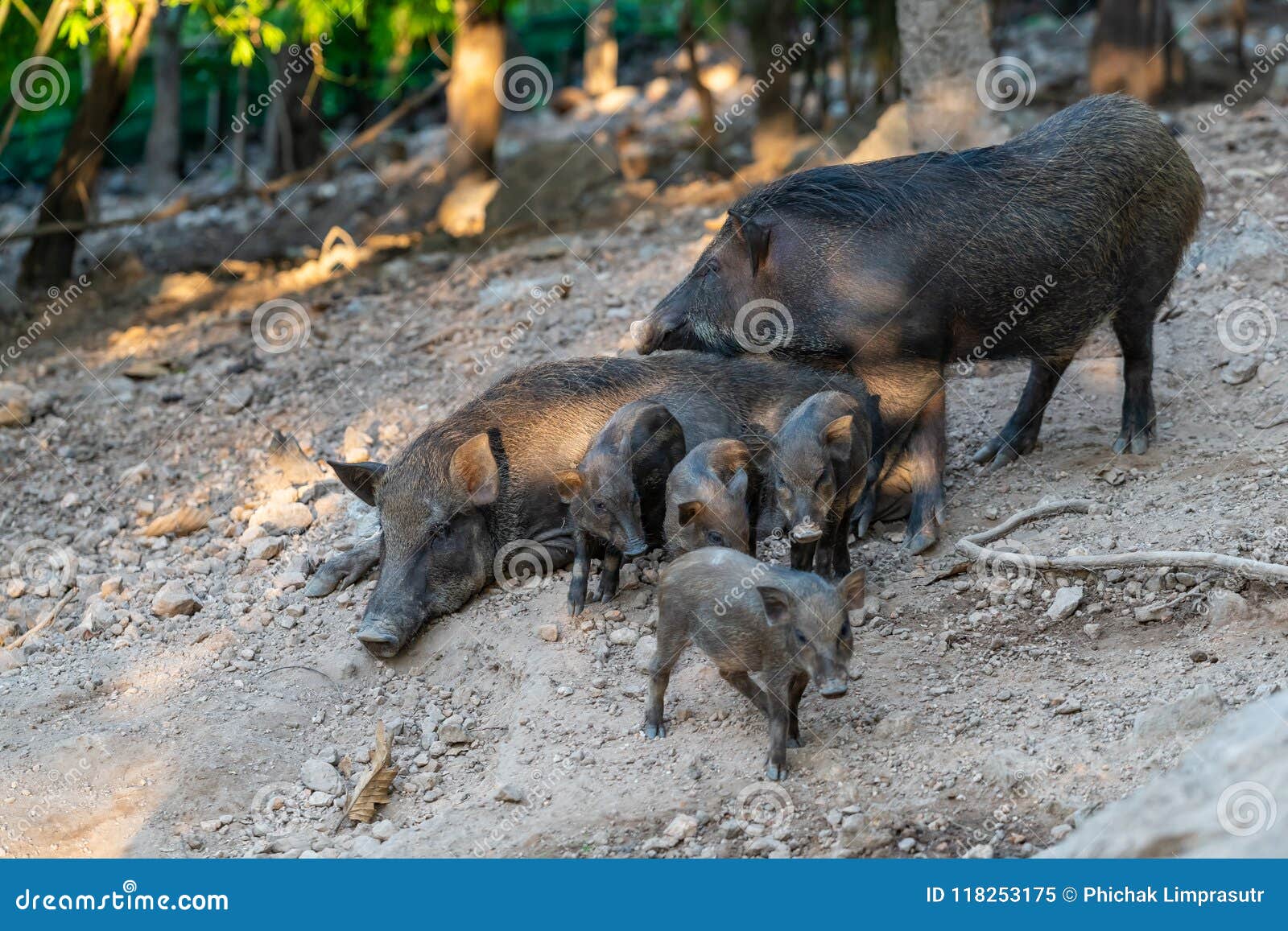 A Family of Wild Boar is Resting Under the Tree Stock Image - Image of ...
