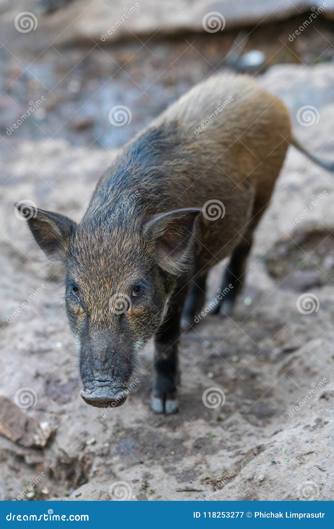 A Family of Wild Boar is Resting Under the Tree Stock Image - Image of ...