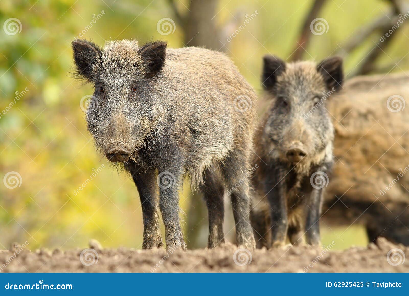Family of wild hogs stock image. Image of curious, mammal - 62925425