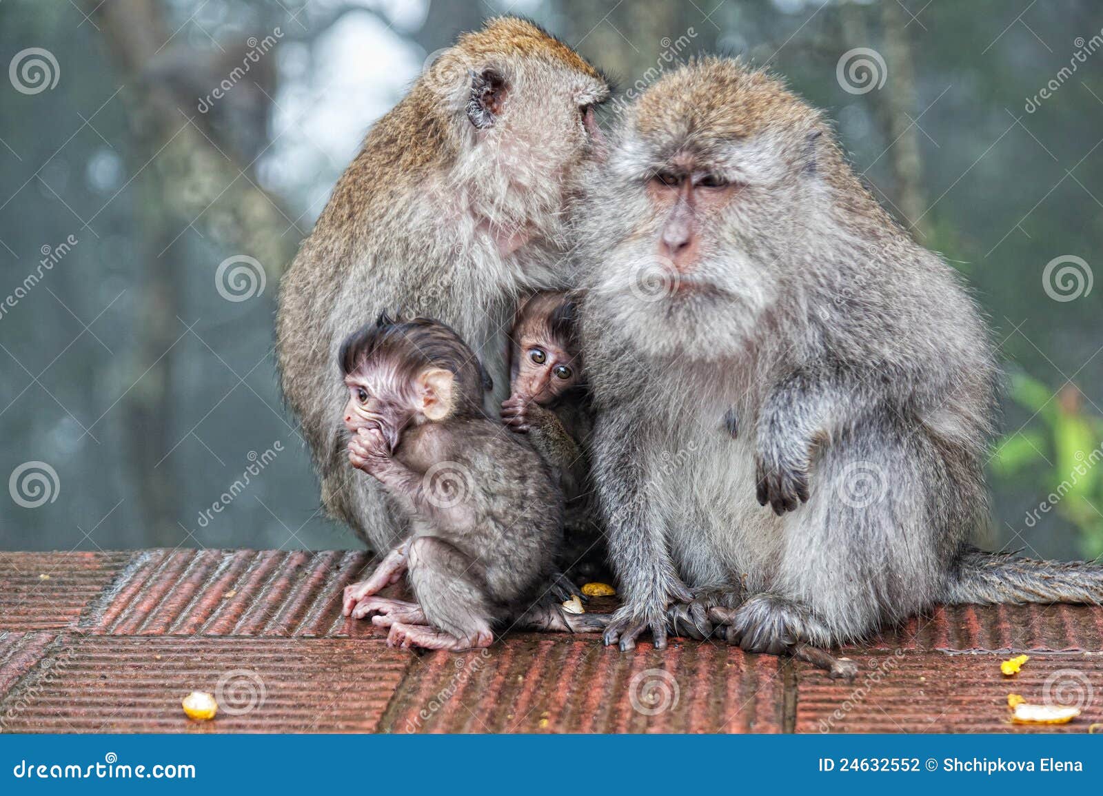 Family of wild monkeys stock photo. Image of mammal, animal - 24632552