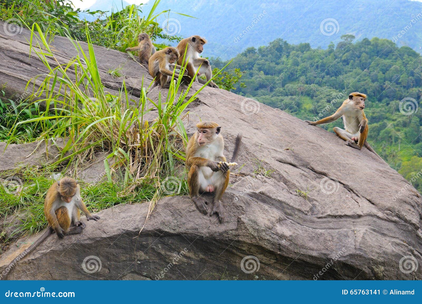Wild Monkeys In The Mountain Stock Image | CartoonDealer.com #182820085
