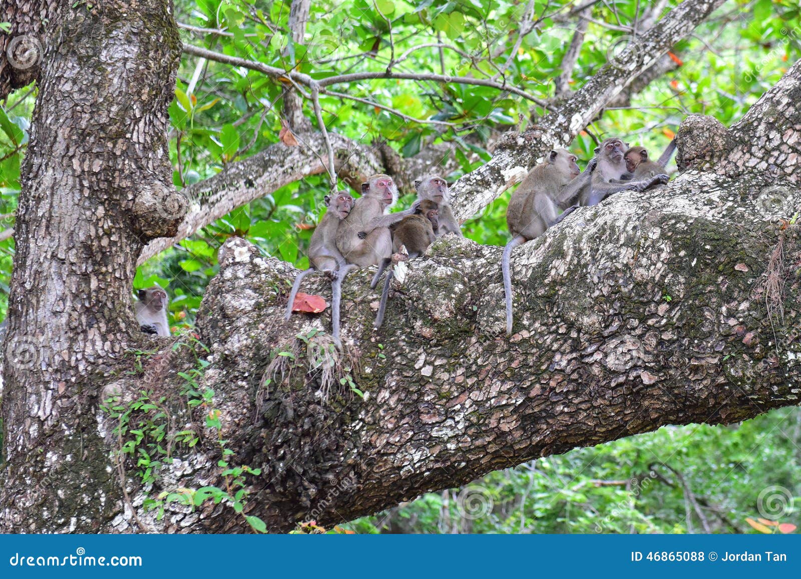 Family of Wild Monkeys Resting Stock Photo - Image of place, mammal ...