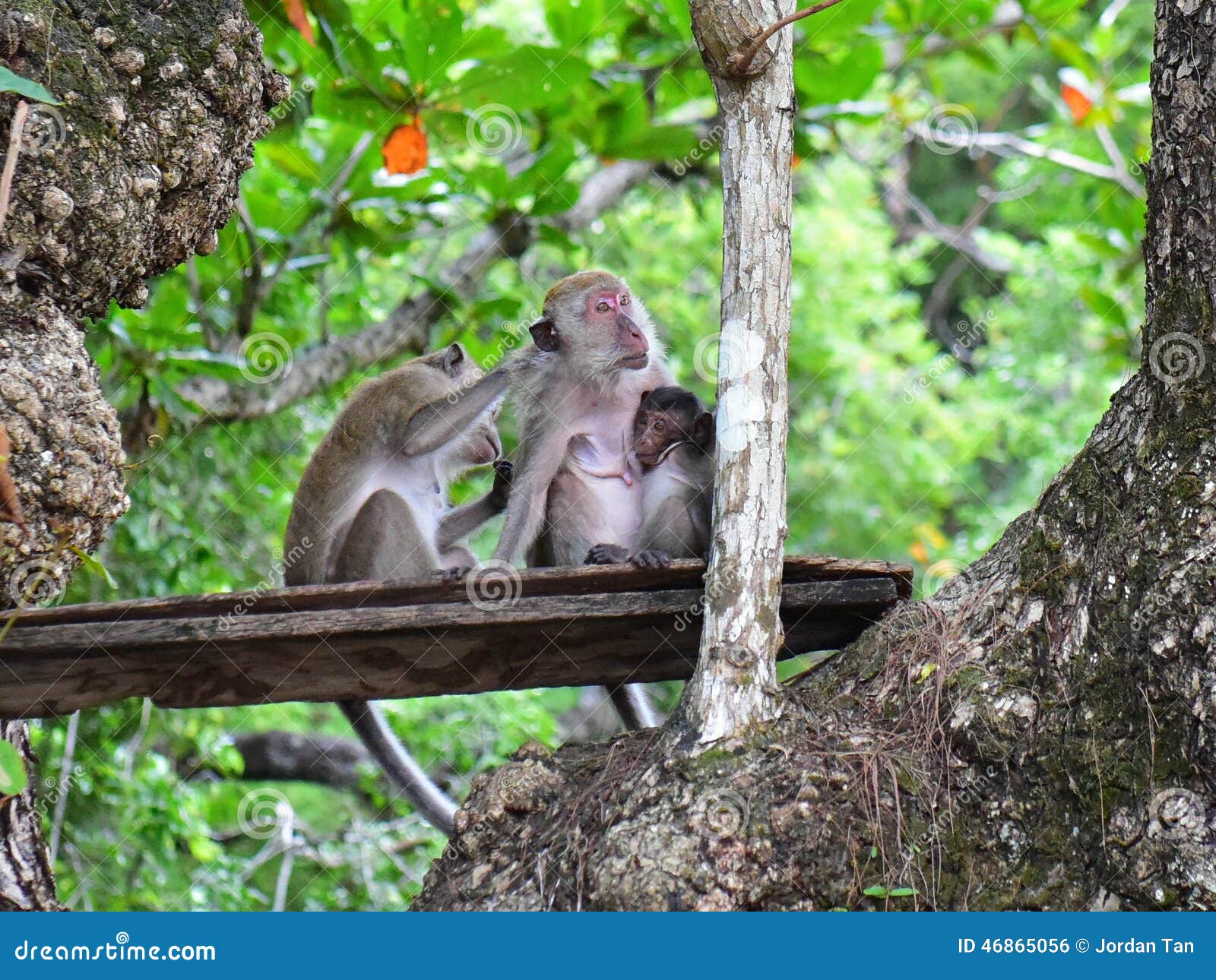 Family of Wild Monkeys on a Tree Stock Photo - Image of travel, nature ...