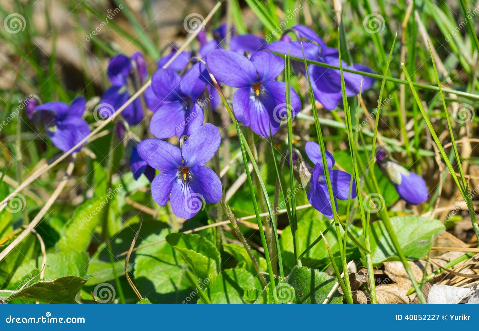 Family of Wild Viola Flowers Stock Image - Image of flora, herb: 40052227