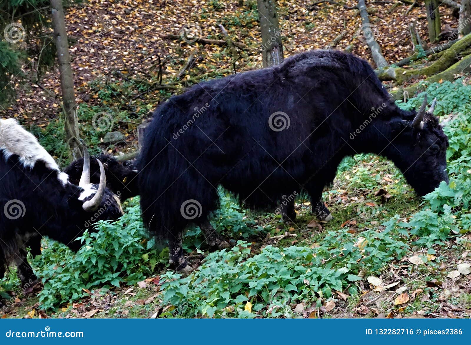 Family of Yak Spotted in the Forest while Grazing Stock Photo - Image ...