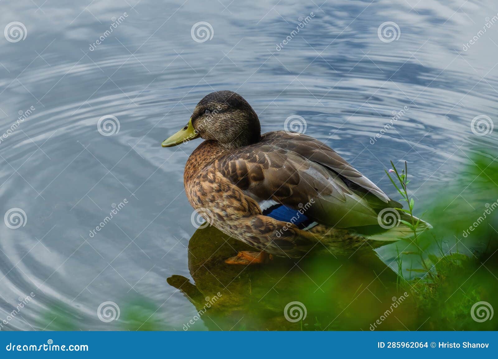 Family of Young Wild Ducks on the Grass Stock Photo - Image of green ...
