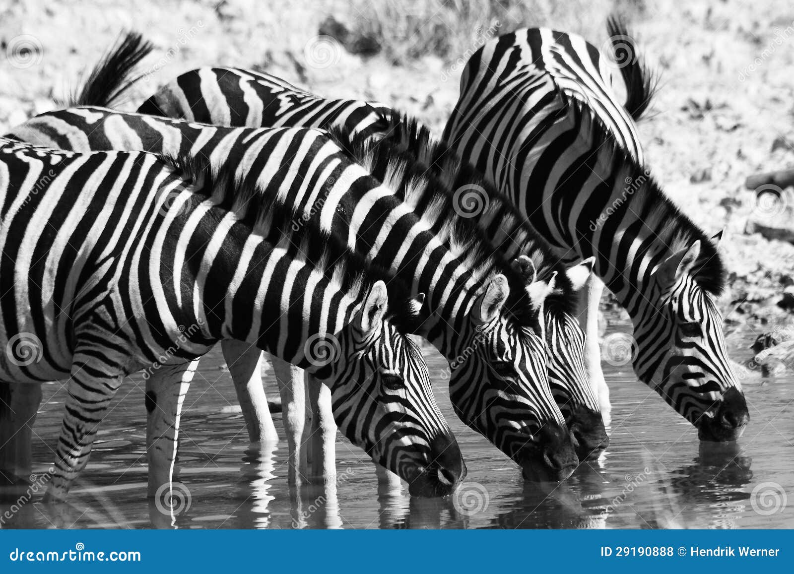 Family of zebras stock photo. Image of national, zebra - 29190888