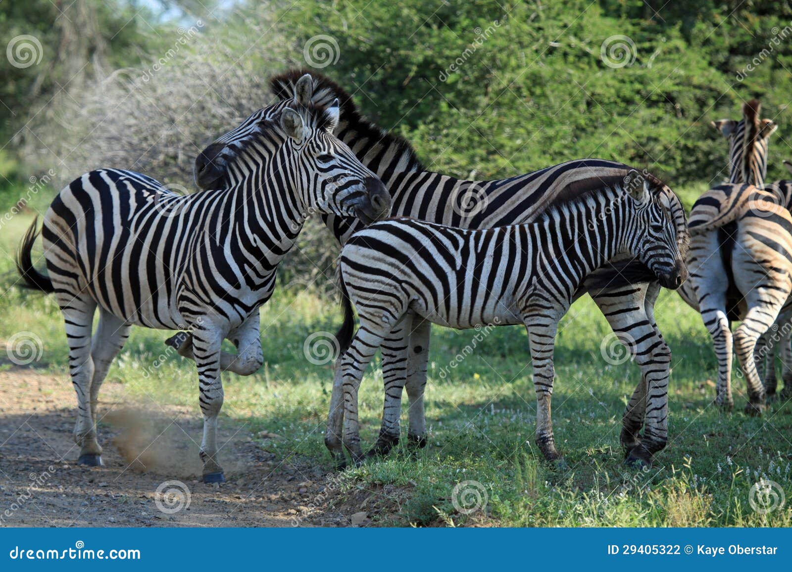 Family of Zebras stock photo. Image of stripe, trees - 29405322