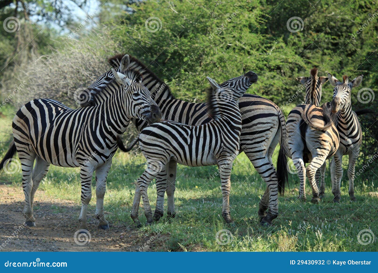 Family of Zebras stock photo. Image of group, burchells - 29430932