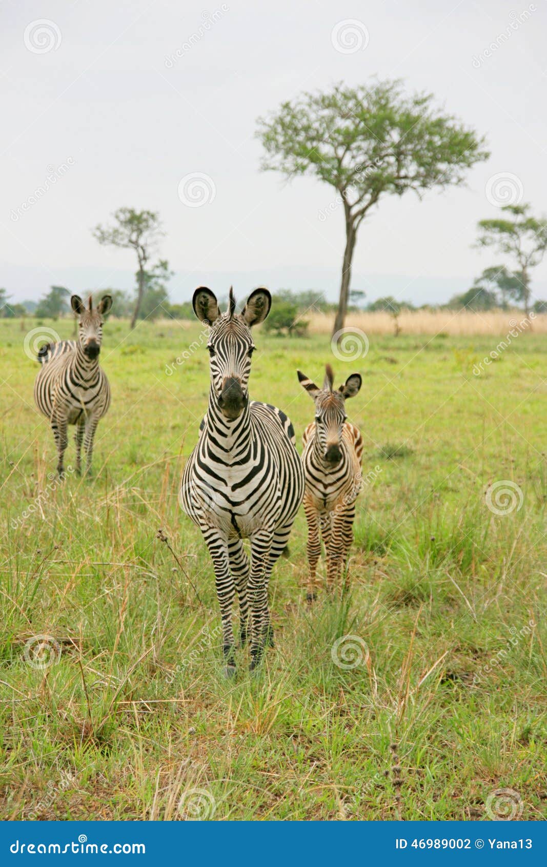 Family of zebras stock photo. Image of black, graze, meadow - 46989002