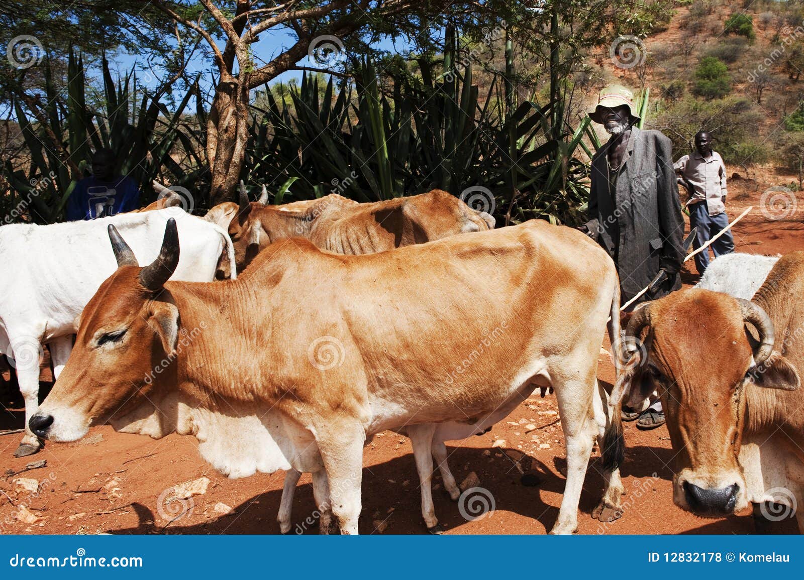 Famine editorial stock photo. Image of death, drought - 12832178
