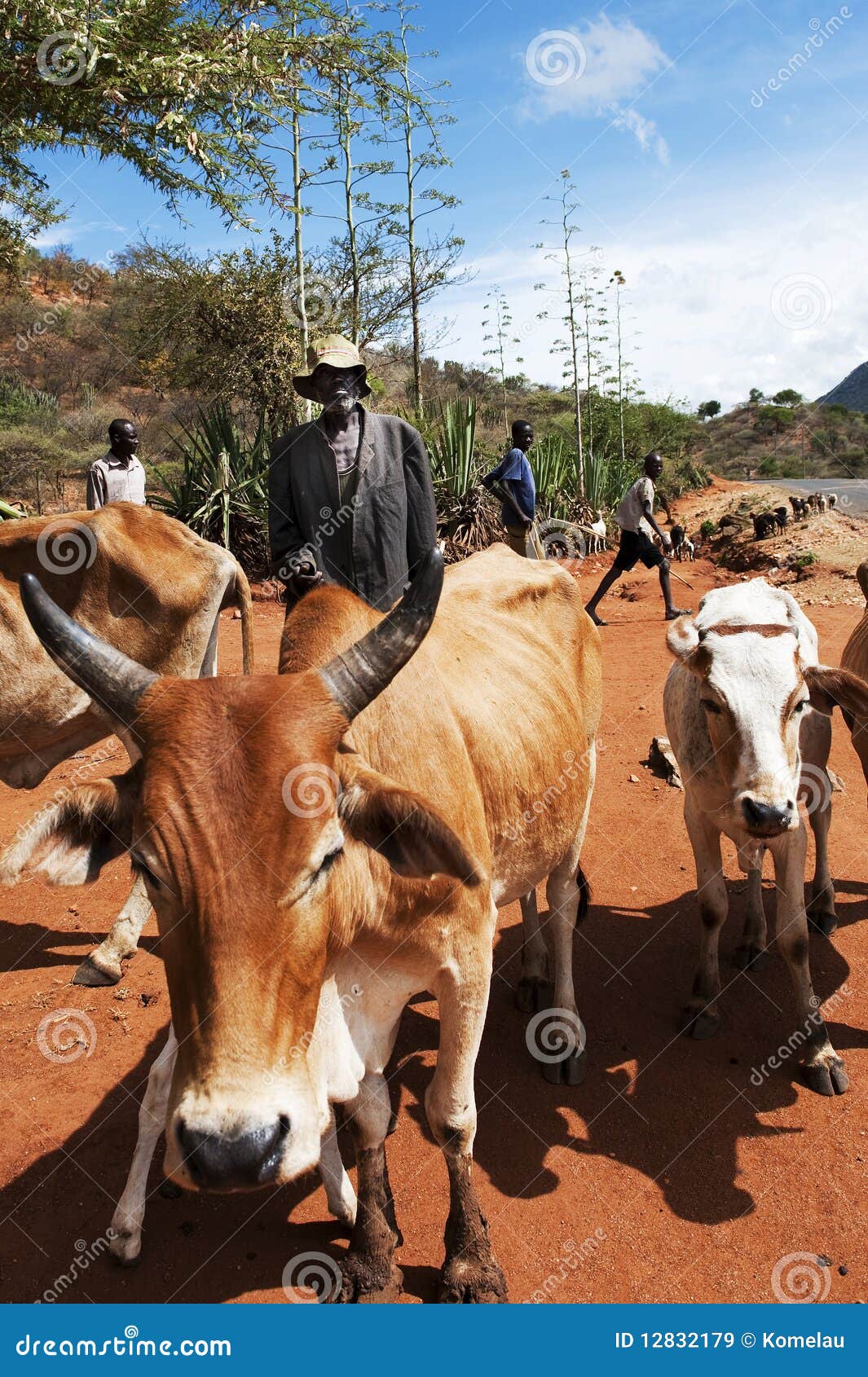 Famine editorial stock image. Image of livestock, nature - 12832179