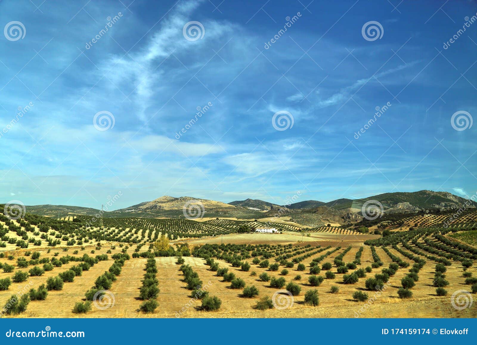 Andalucia Olive fields stock photo. Image of olive, travel - 174159174