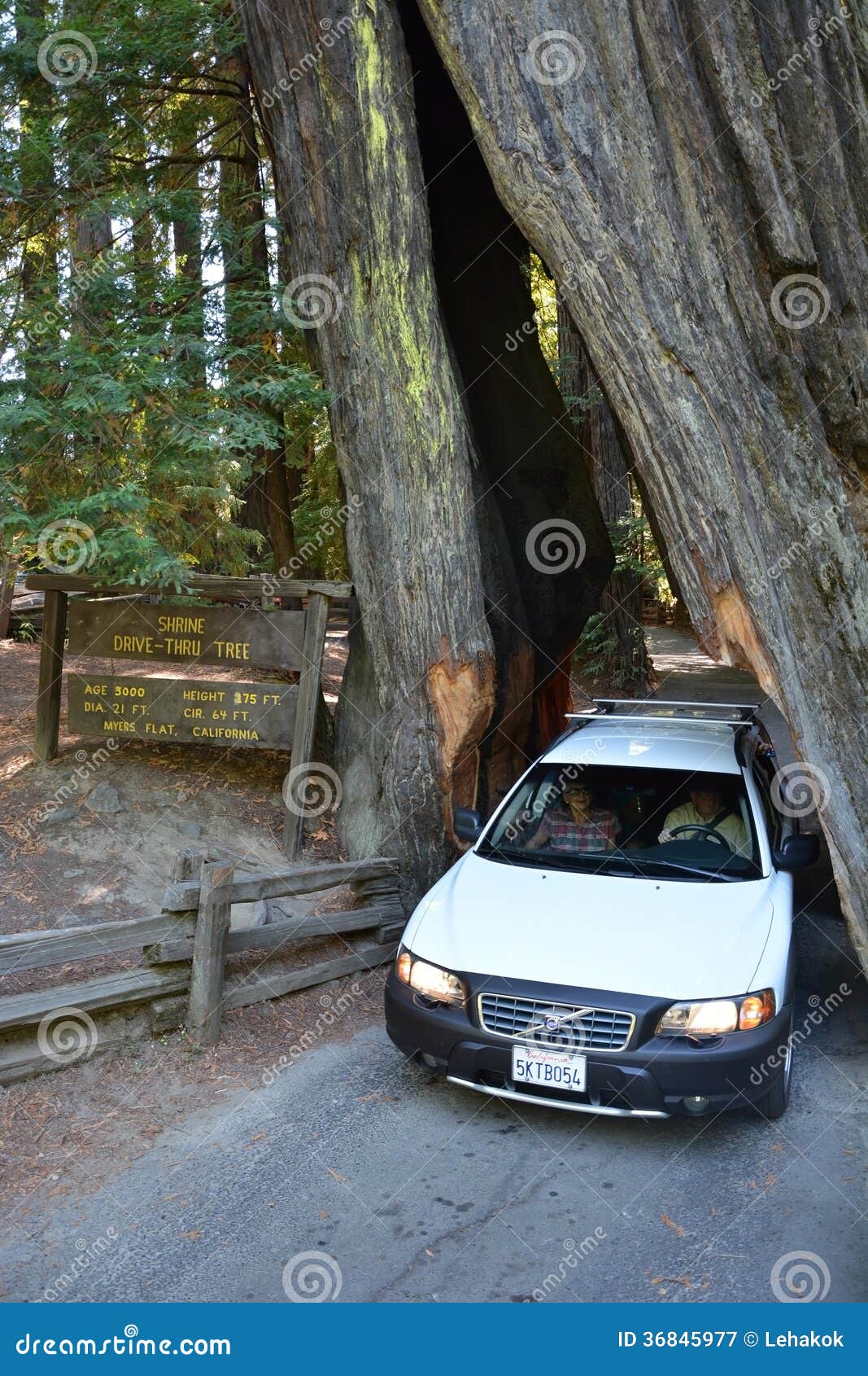 Famous Attraction- Drive through Tree Editorial Photography - Image of ...