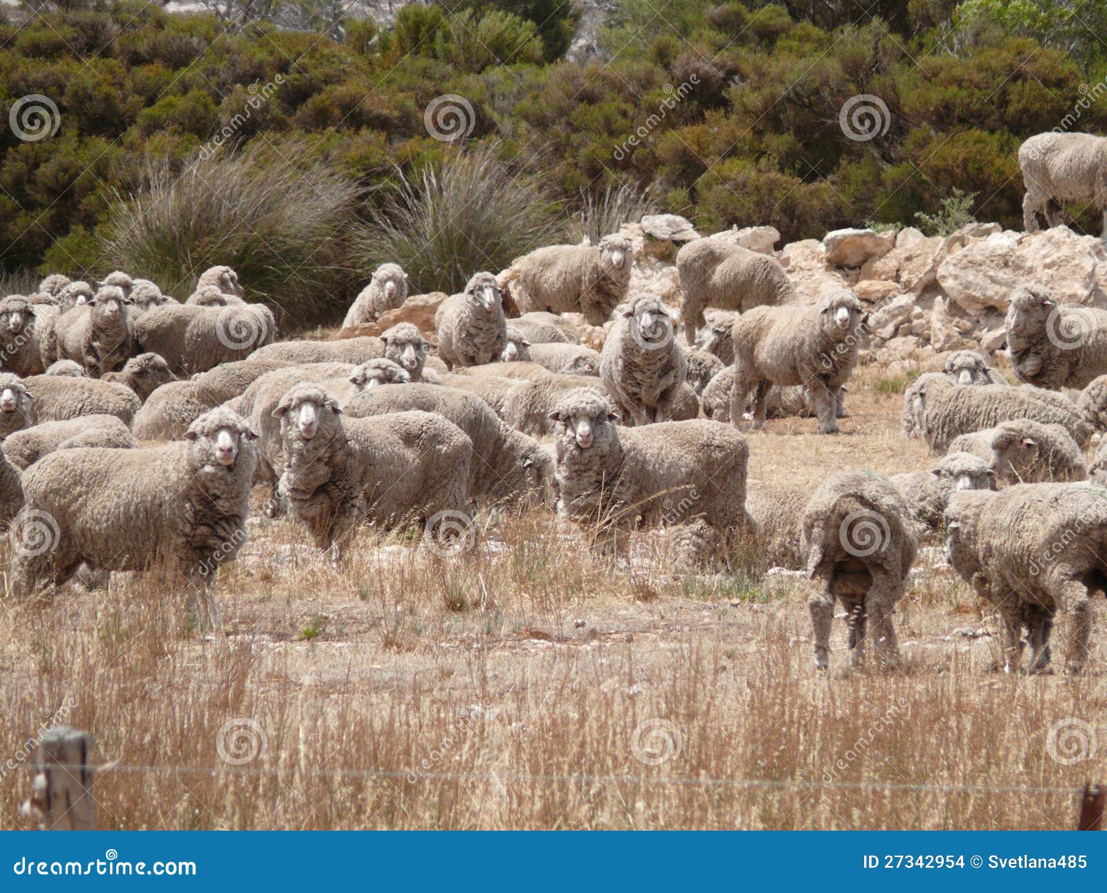 Famous australian sheep. stock photo. Image of clean - 27342954