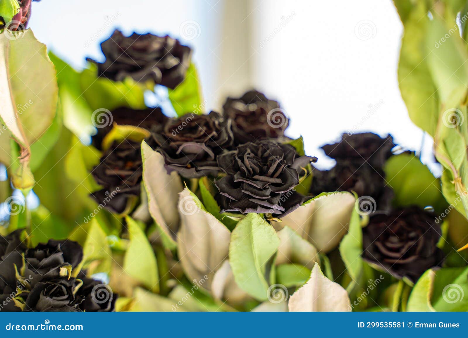 The Famous Black Rose in Halfeti District of Sanliurfa Stock Image ...