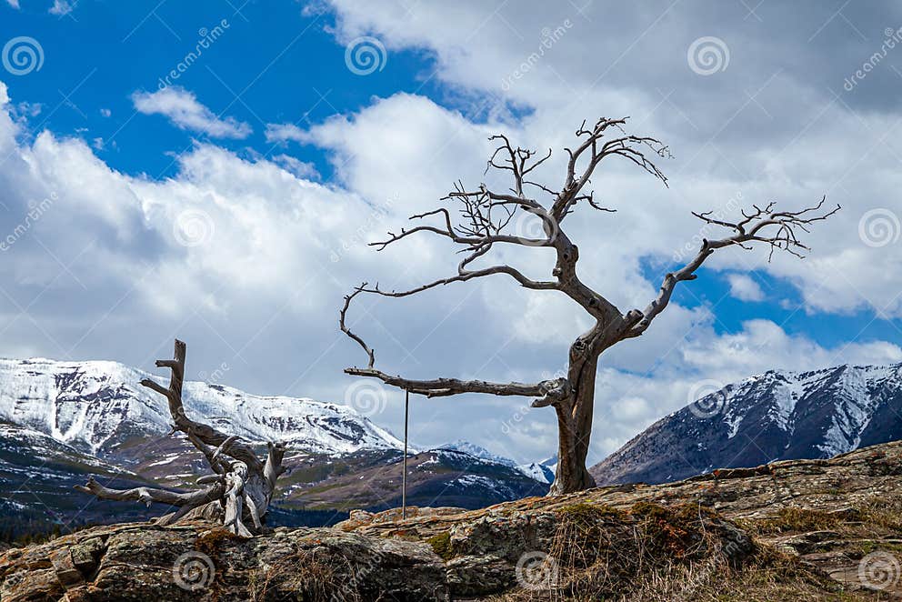 The Famous Burmis Tree in Crowsnest Pass, Alberta Stock Photo - Image ...