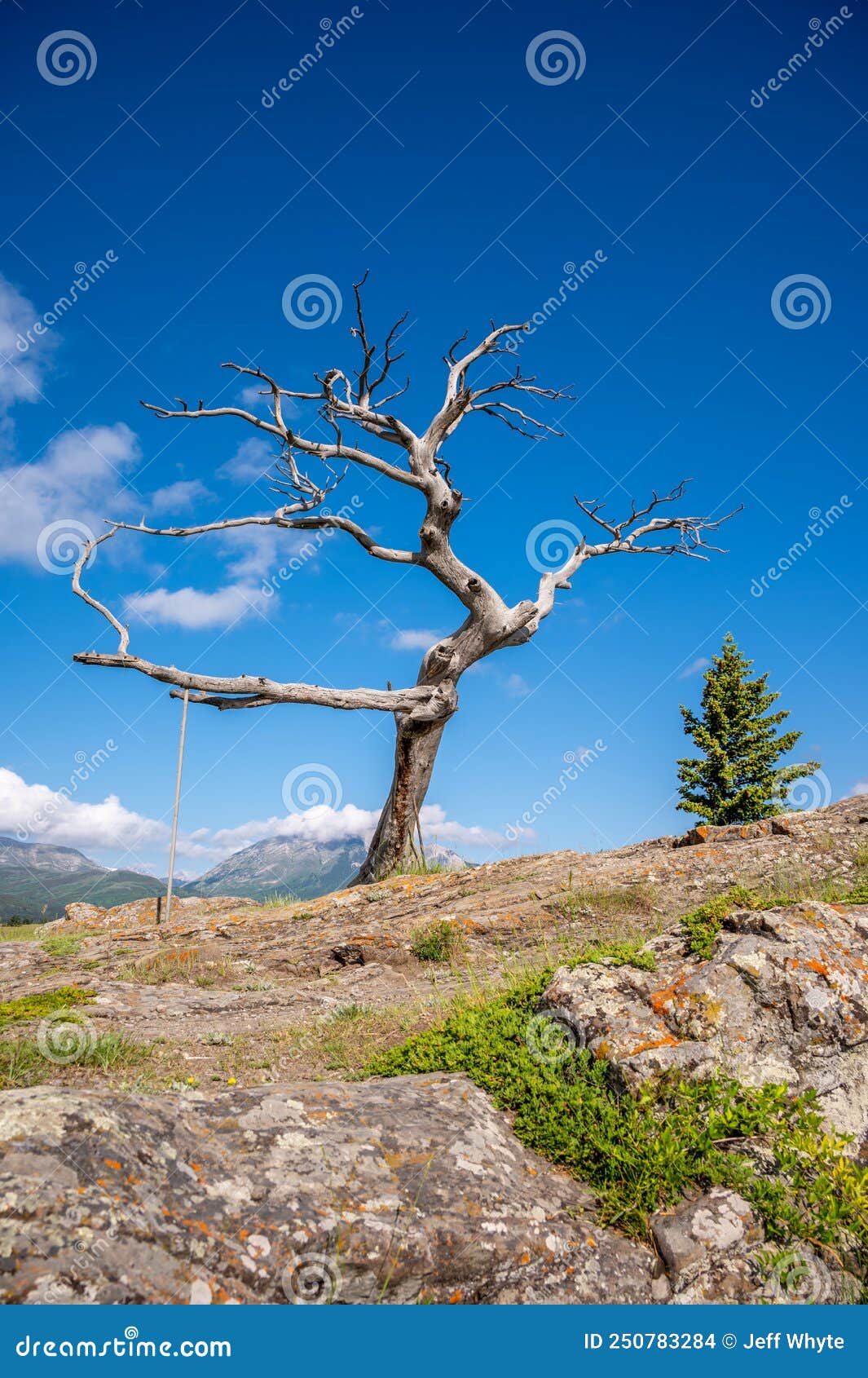 Burmis Tree in Crowsnest Pass, Alberta Stock Photo - Image of landscape ...