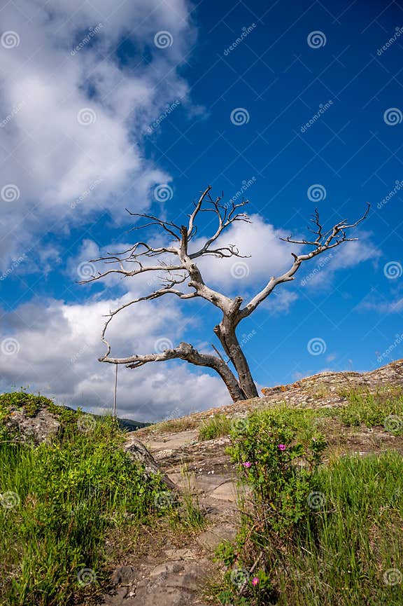 Burmis Tree in Crowsnest Pass, Alberta Stock Image - Image of hill ...