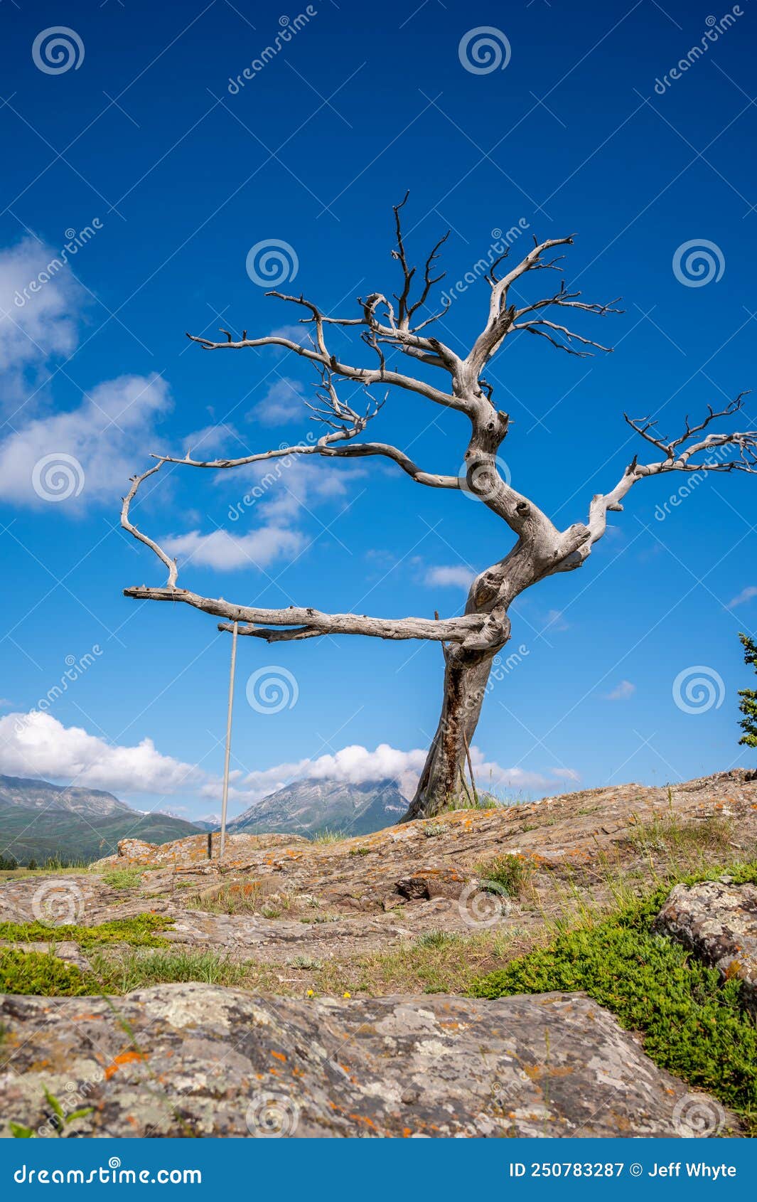 Burmis Tree in Crowsnest Pass, Alberta Stock Image - Image of pass ...