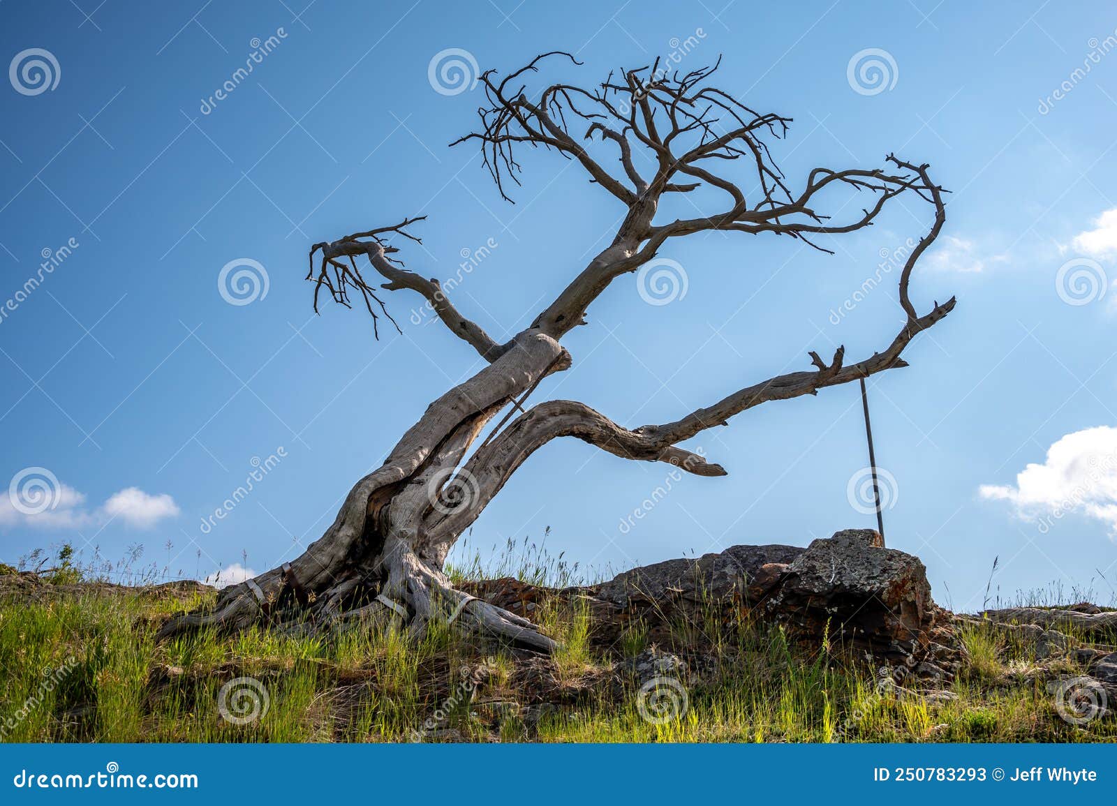 Burmis Tree in Crowsnest Pass, Alberta Stock Image - Image of burmis ...