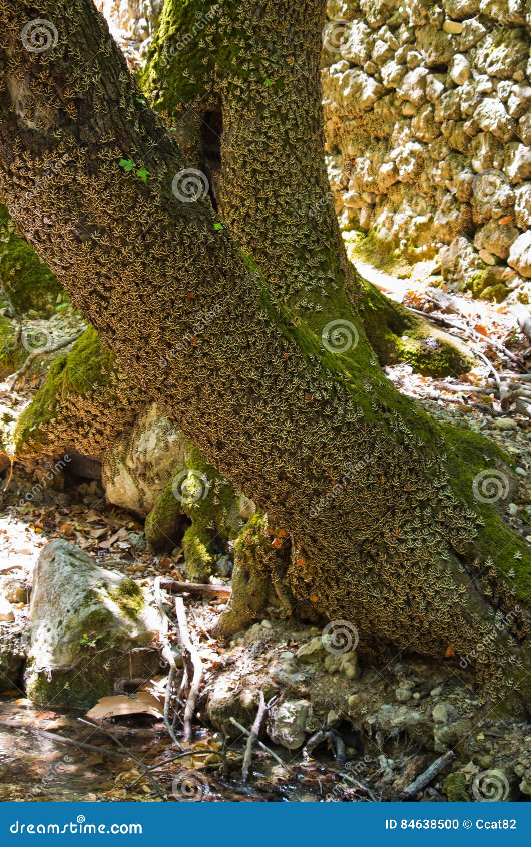 Famous Butterfly Valley on Rhodes, Greece Stock Photo - Image of ...