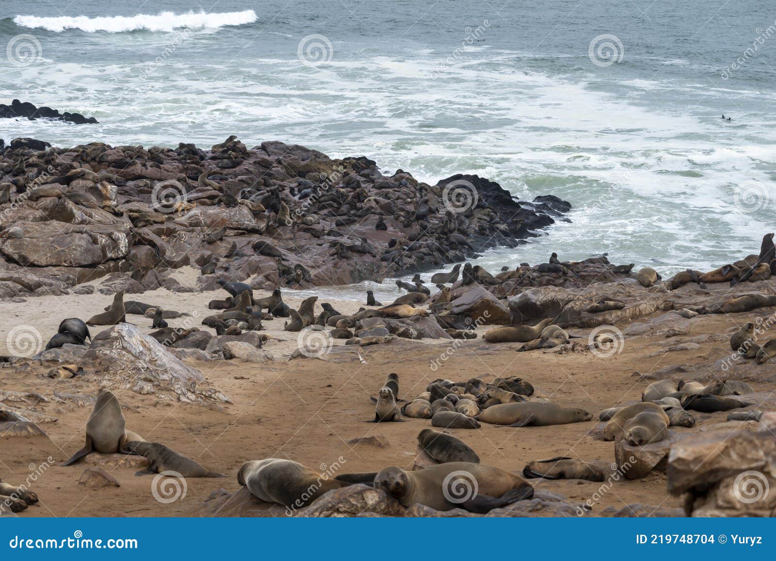 Cape Cross seals colony stock photo. Image of animal - 219748704
