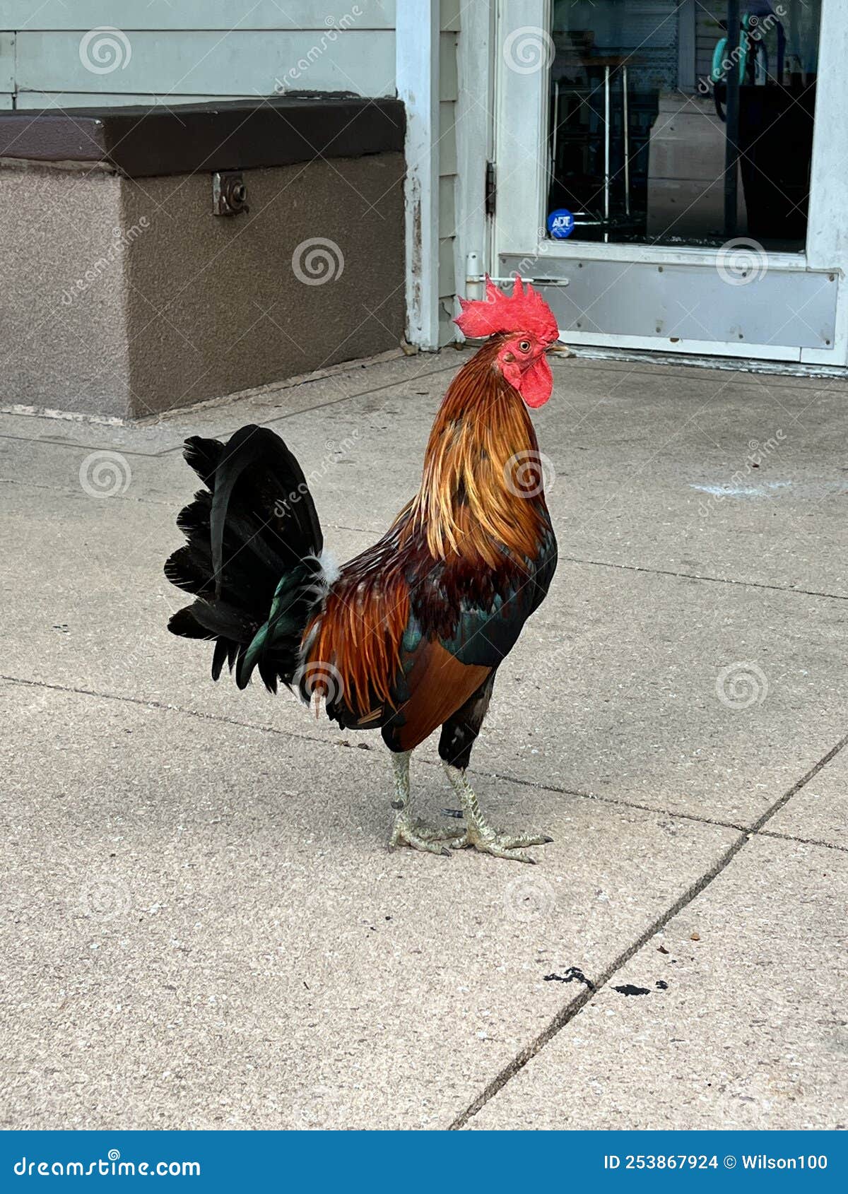Key West Chicken stock photo. Image of feathers, bird - 253867924