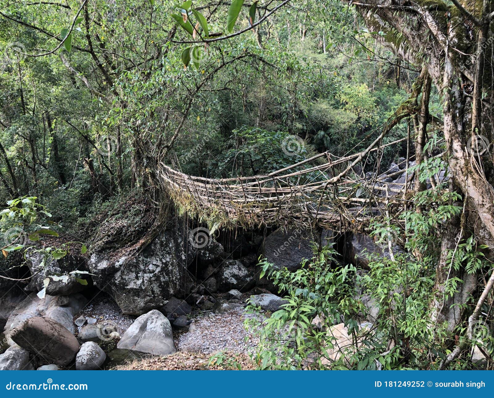 Living Root Bridge of India Stock Photo - Image of mawlynnong ...