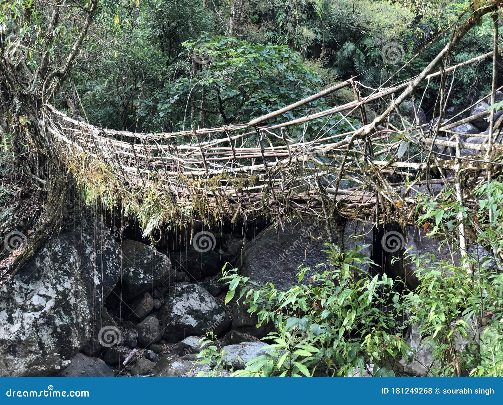 Double Storey Living Root Bridge Stock Photo - Image of forest, asia ...