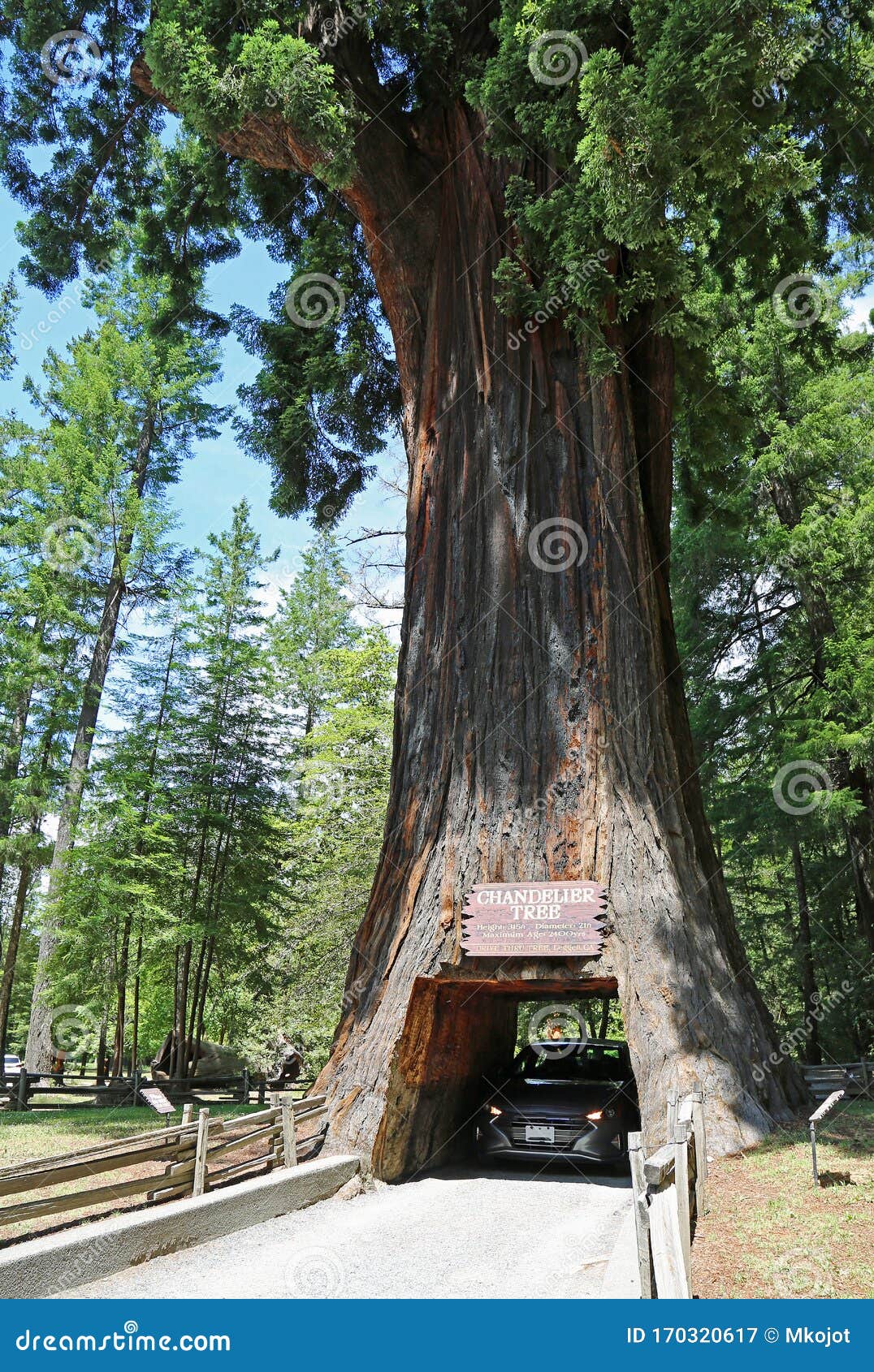 Driving under tree editorial photography. Image of stem - 170320617