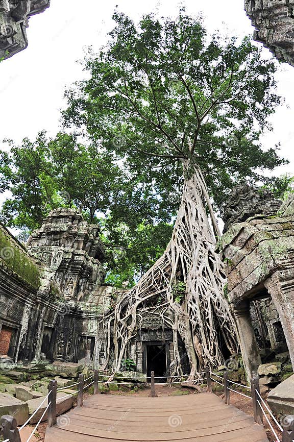Famous Fig Tree on Wall of Ta Prohm Temple Stock Photo - Image of ...