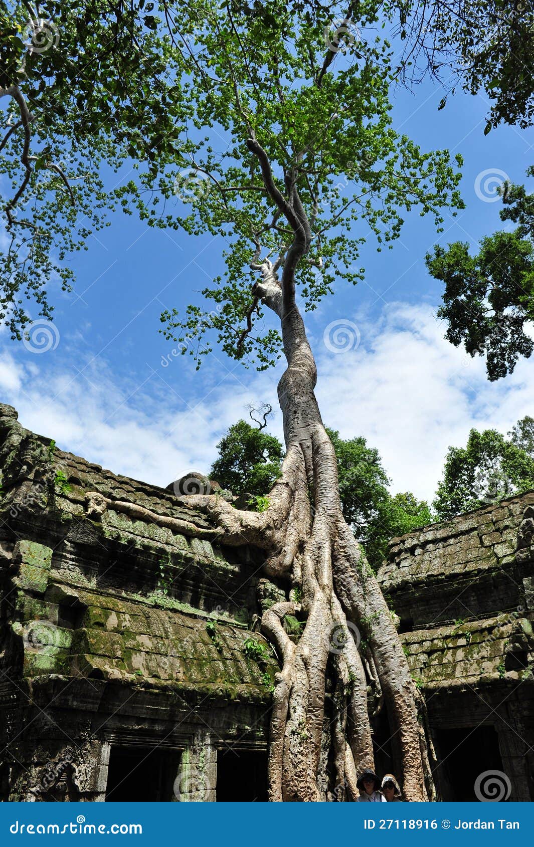 Famous Fig Tree on Wall of Ta Prohm Temple Stock Photo - Image of ...