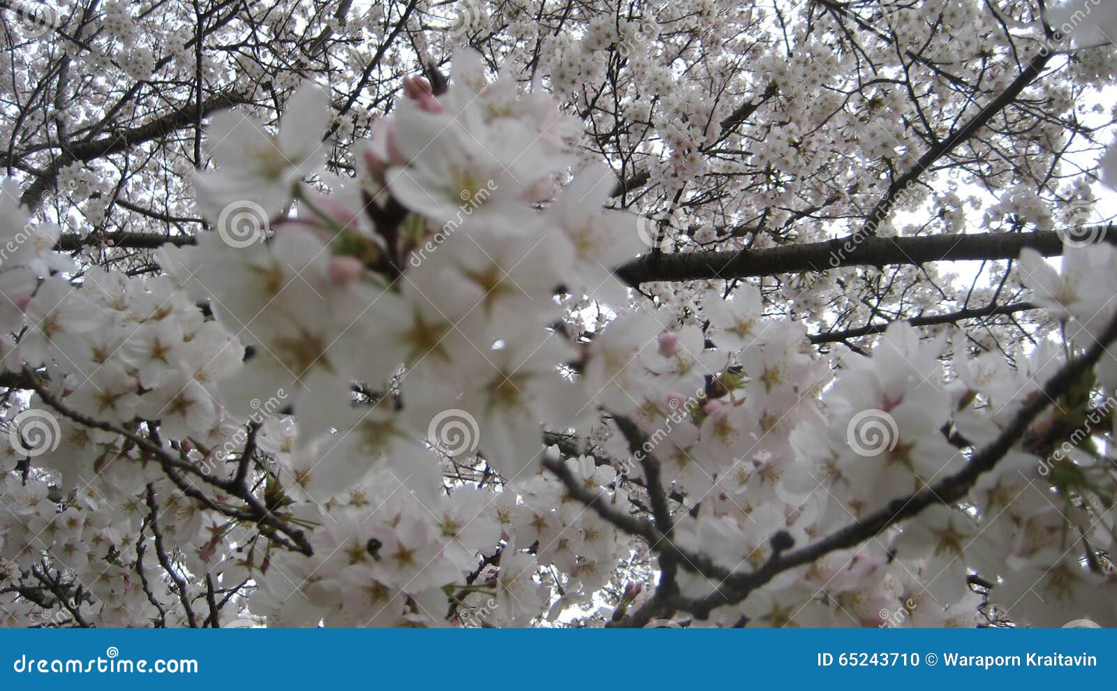 Famous flower, Sakura stock photo. Image of japan, thailand - 65243710