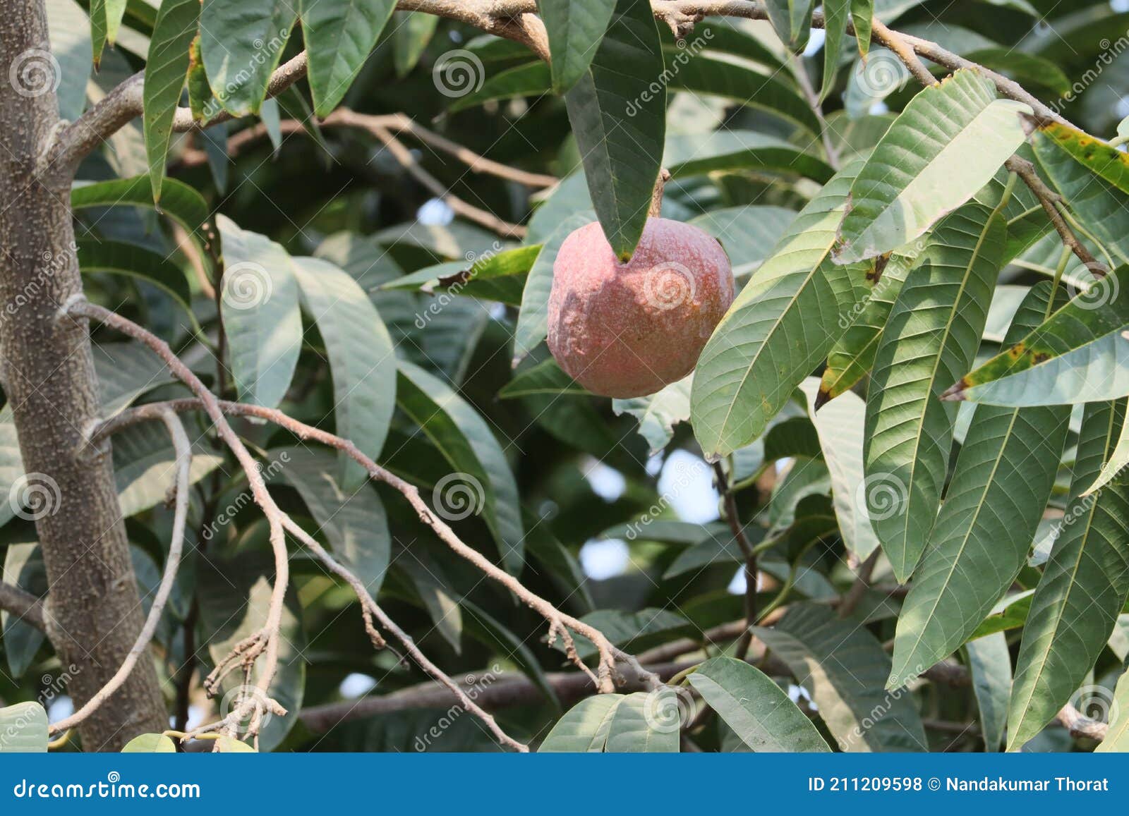This is Famous Fruit Ramfal Stock Photo - Image of wildflower ...