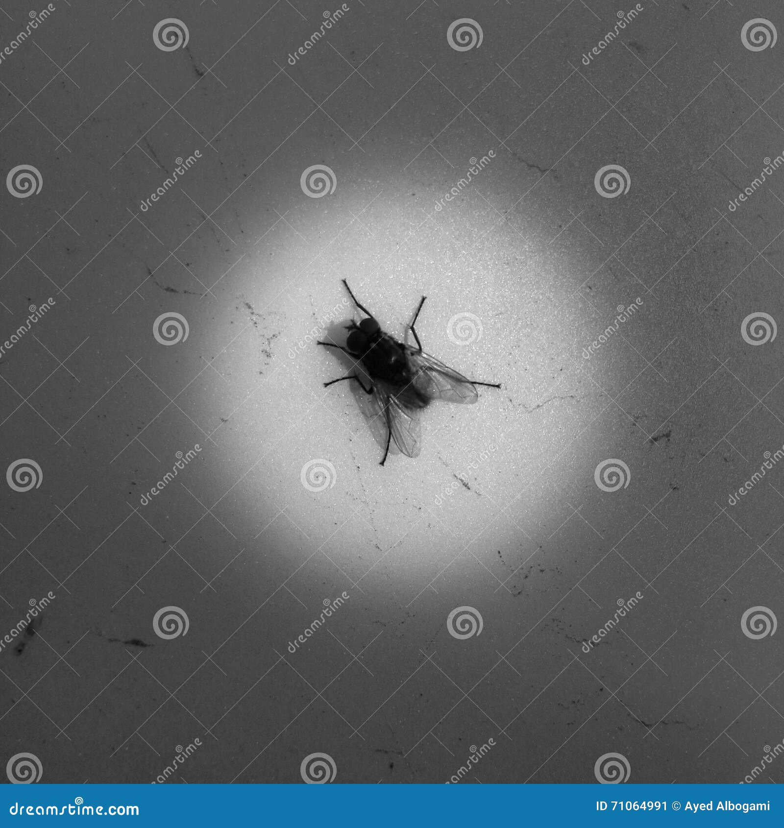 Famous stock image. Image of insects, life, famous, flies - 71064991