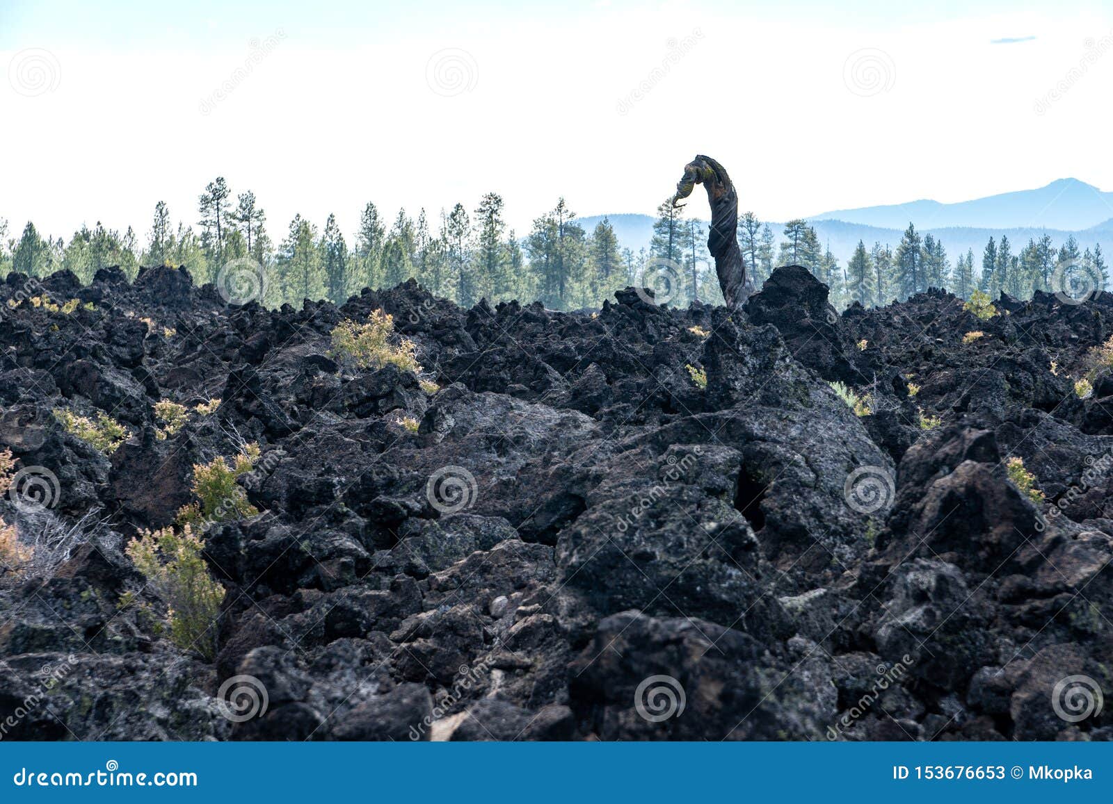 Famous Lava Ness Monster Twisted Tree in Newberry National Volcanic ... Famous Lava Ness Monster Twisted Tree in Newberry National Volcanic ...