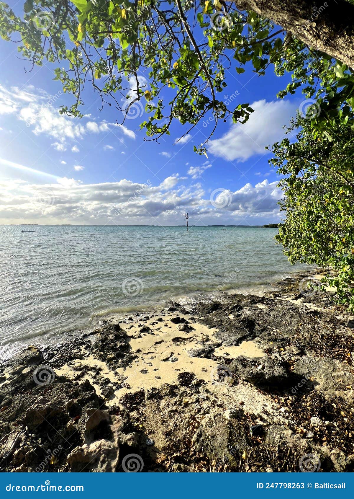 The Famous Lone Tree Framed from Shore Stock Image - Image of beachhead ...